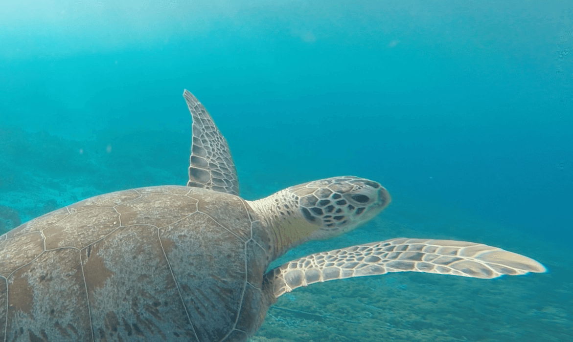 UNEP SIDS Flagship Programme - Elevating Marine and Coastal Ecosystem ...