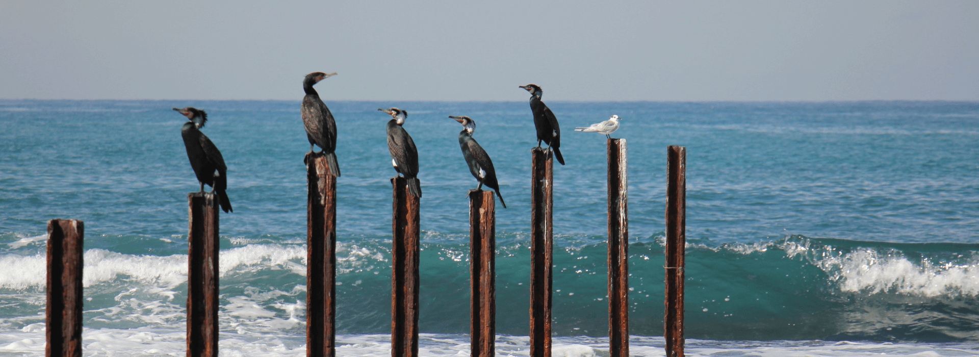 Developing National Ocean Policies and Strategies - Howell Marine ...